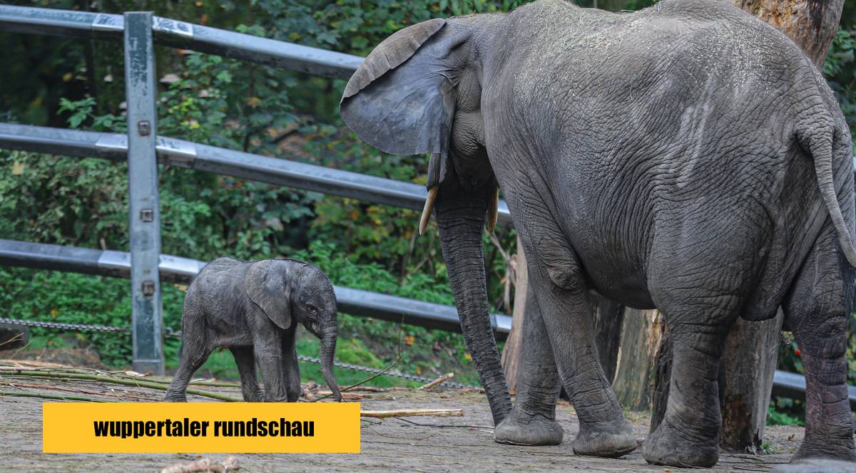 Grüner Zoo Wuppertal: Elefanten-Baby auf der Außenanlage