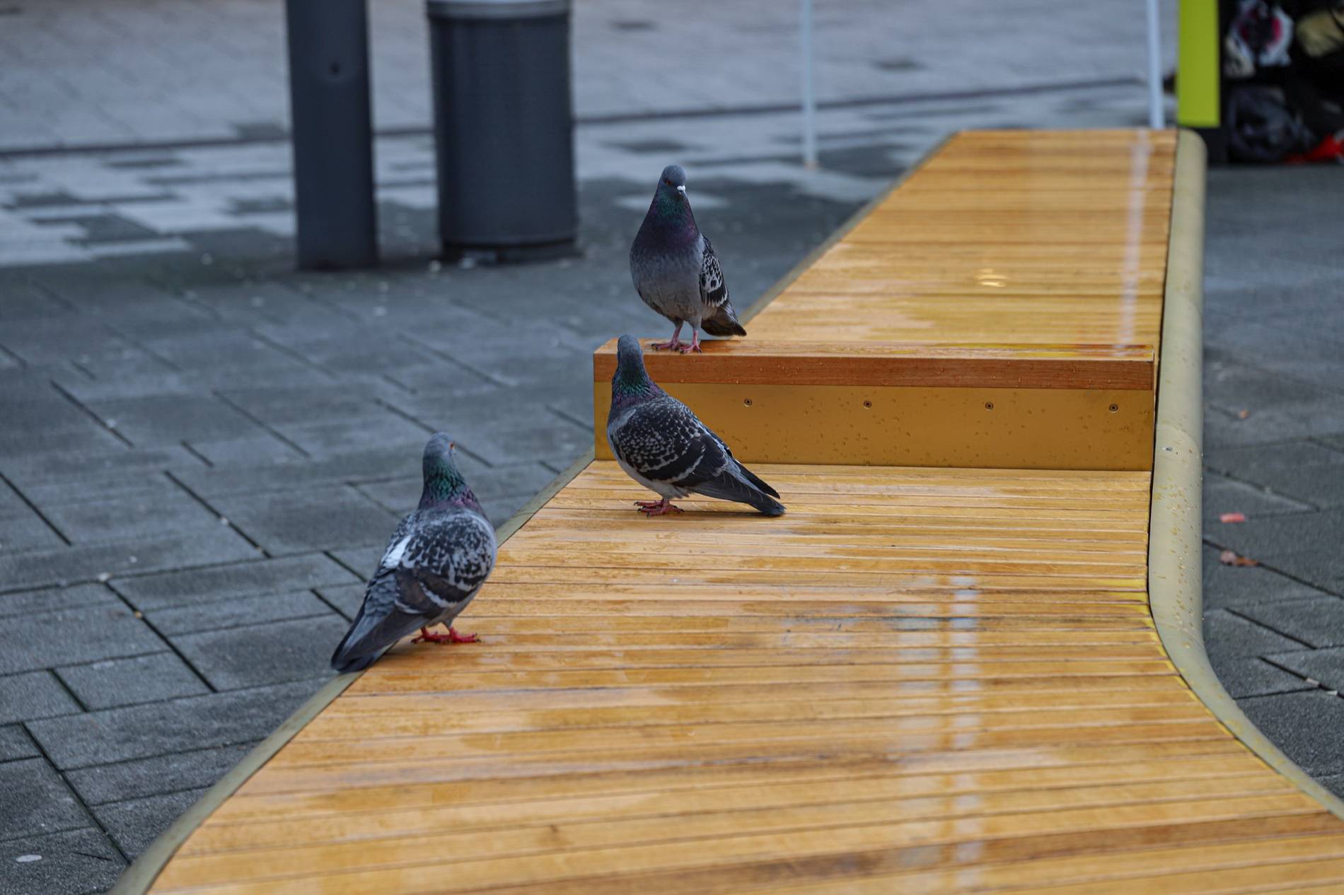 Rundschau-Leserbrief zu den Tauben in der Stadt