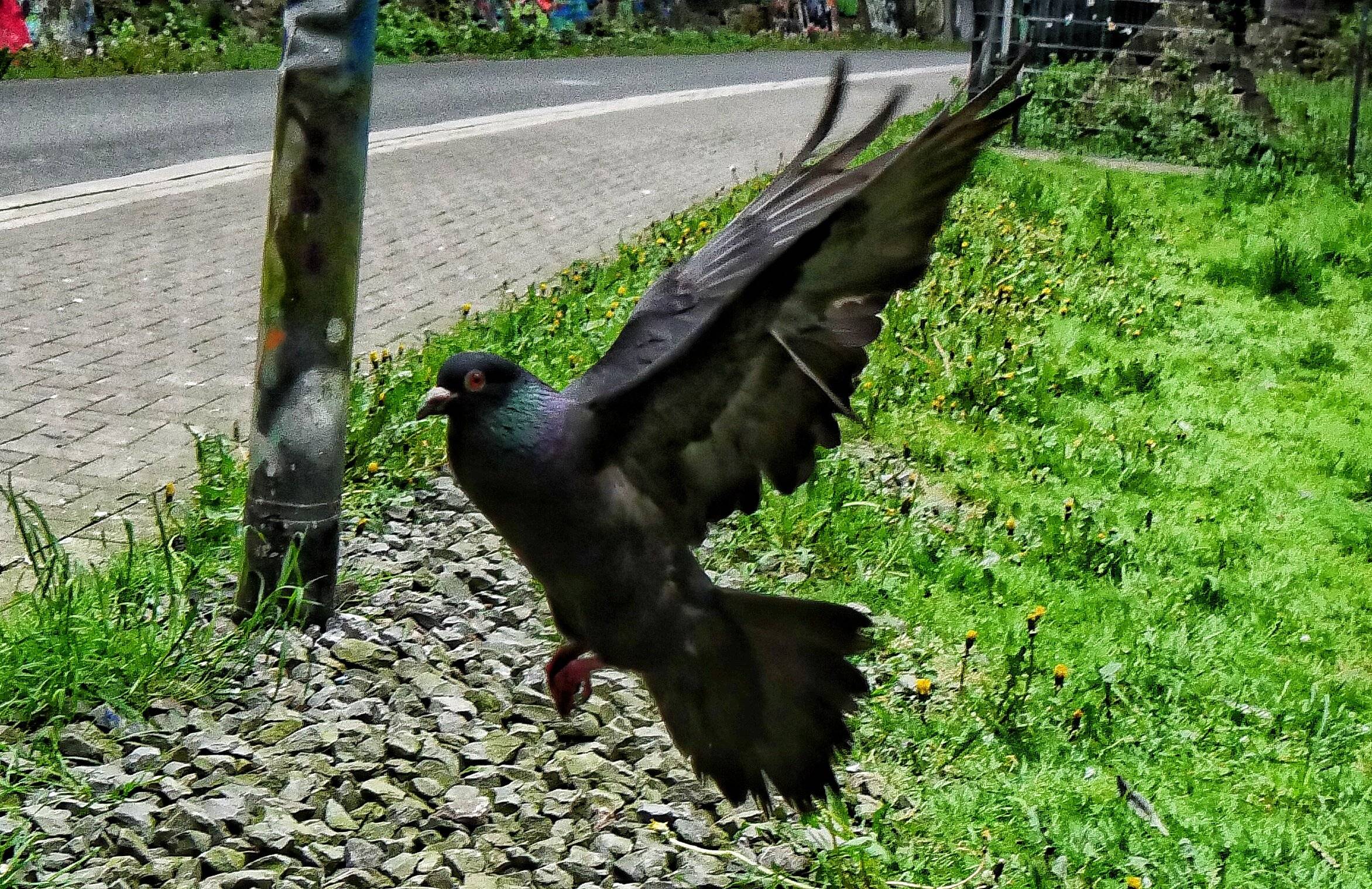 Bilder: Die Trasse und das Briller Viertel