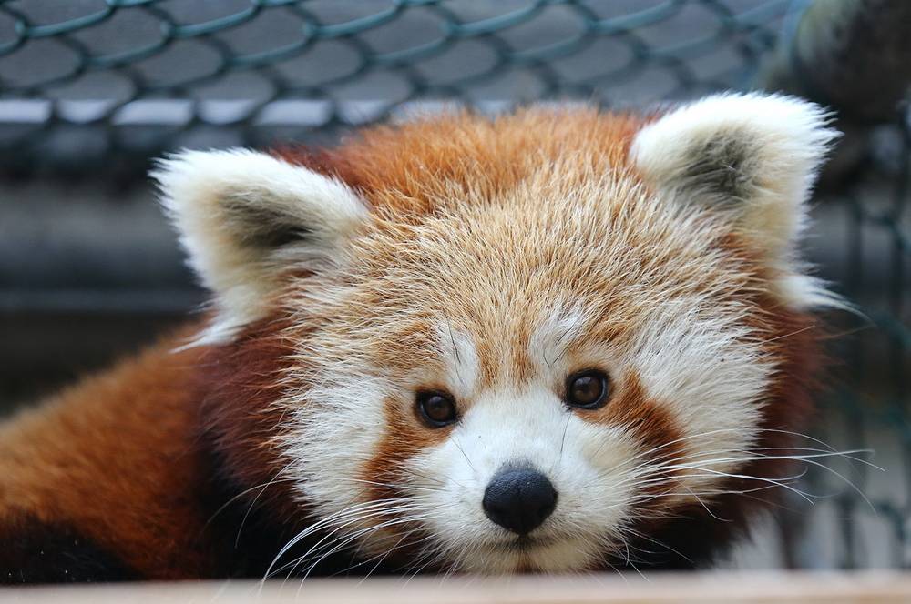 Grüner Zoo Wuppertal: Ringtausch für rote Pandas
